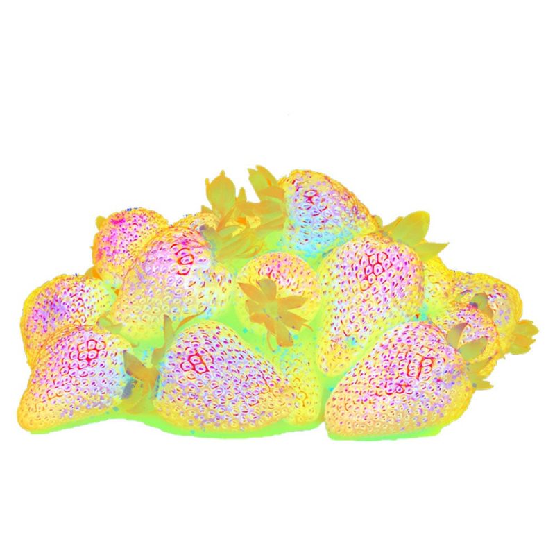 Yield Lab Europe – The leading funder of early stage Agri Food-Tech ...