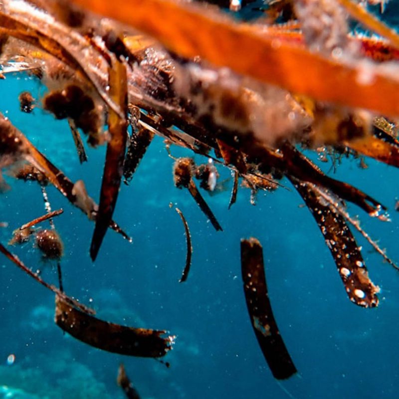 Yield Lab Europe – The leading funder of early stage Agri Food-Tech ...